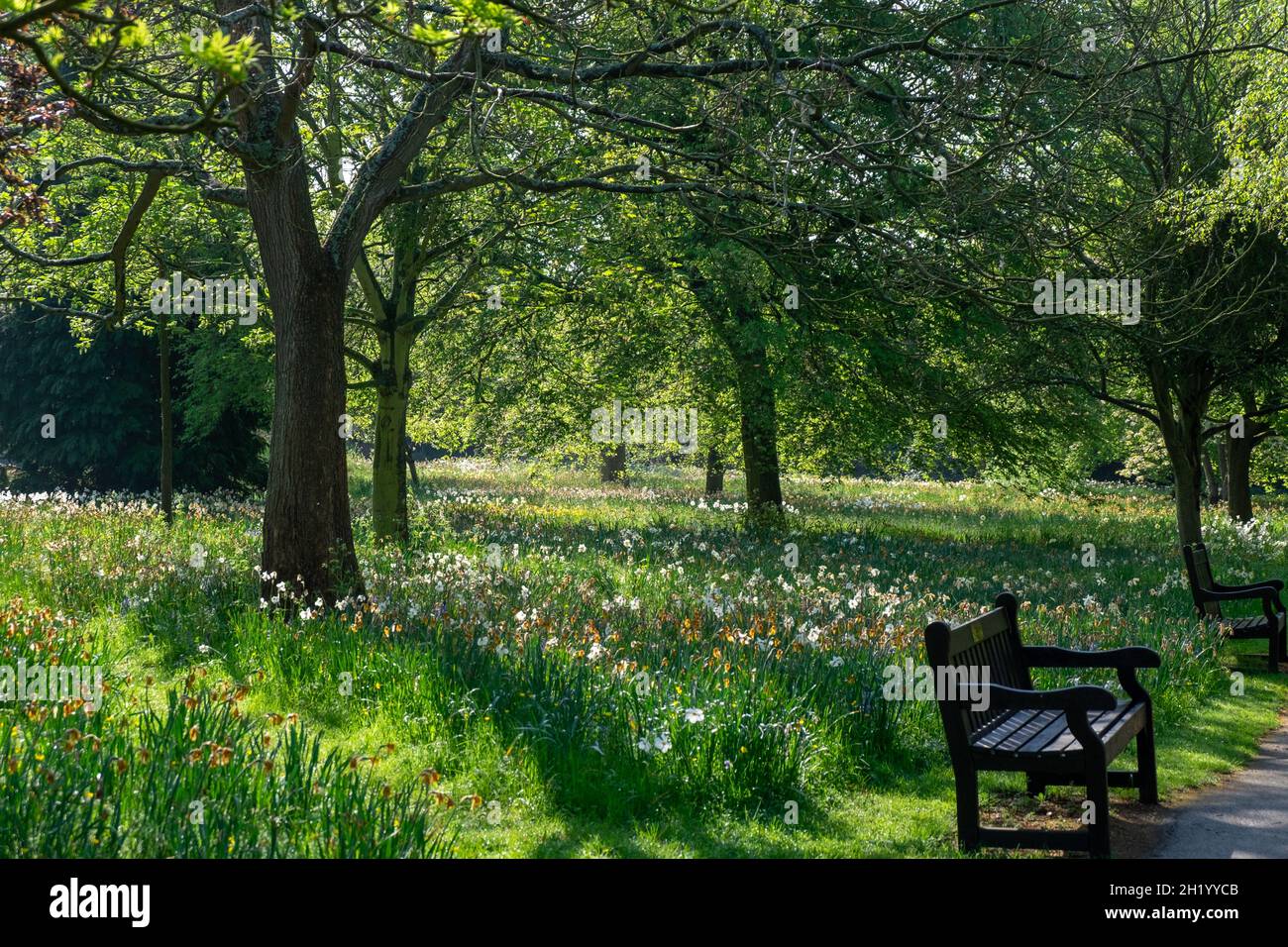 wild flowers in the park in spring Stock Photo - Alamy