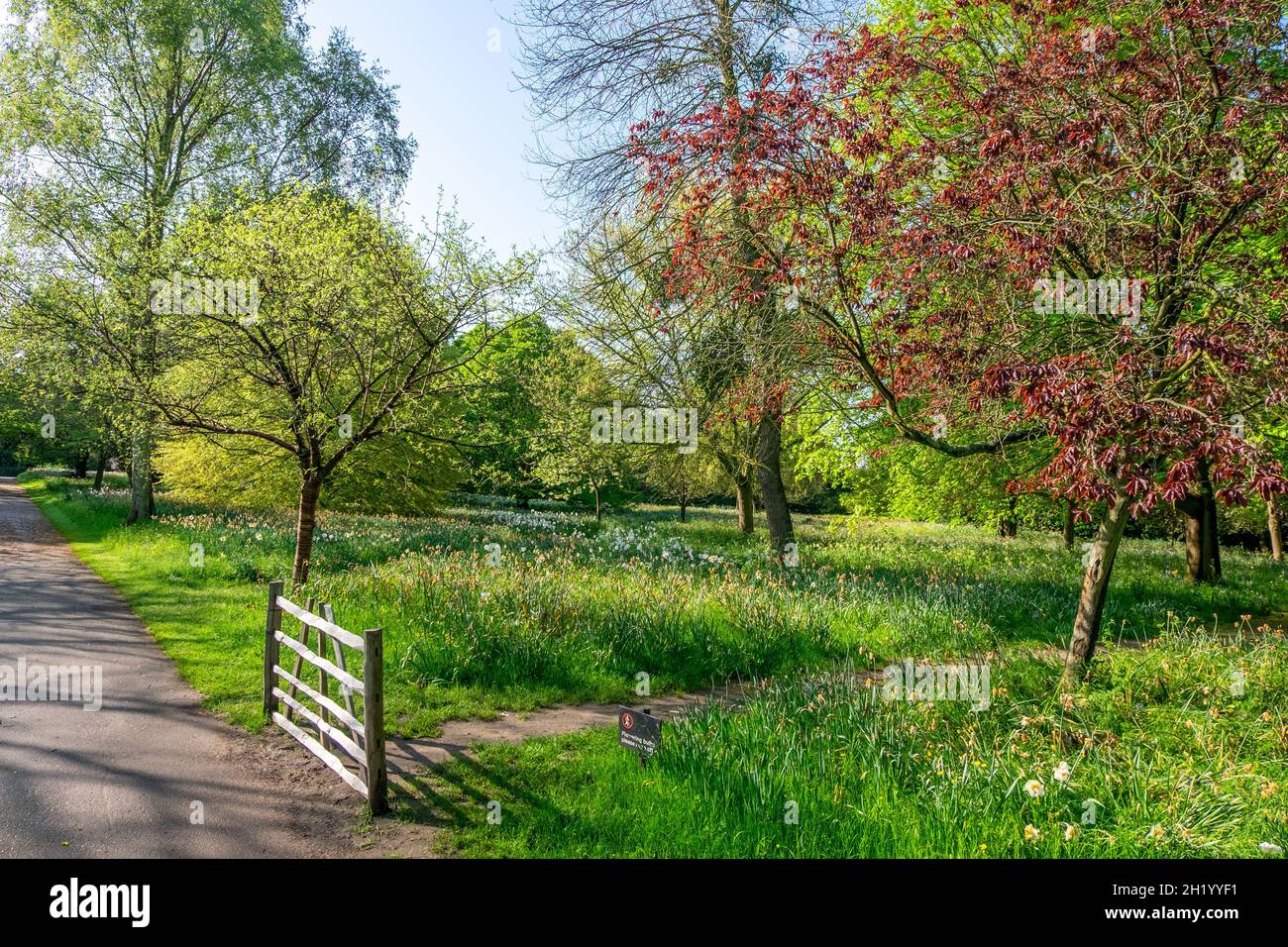 wild flowers in the park in spring Stock Photo - Alamy