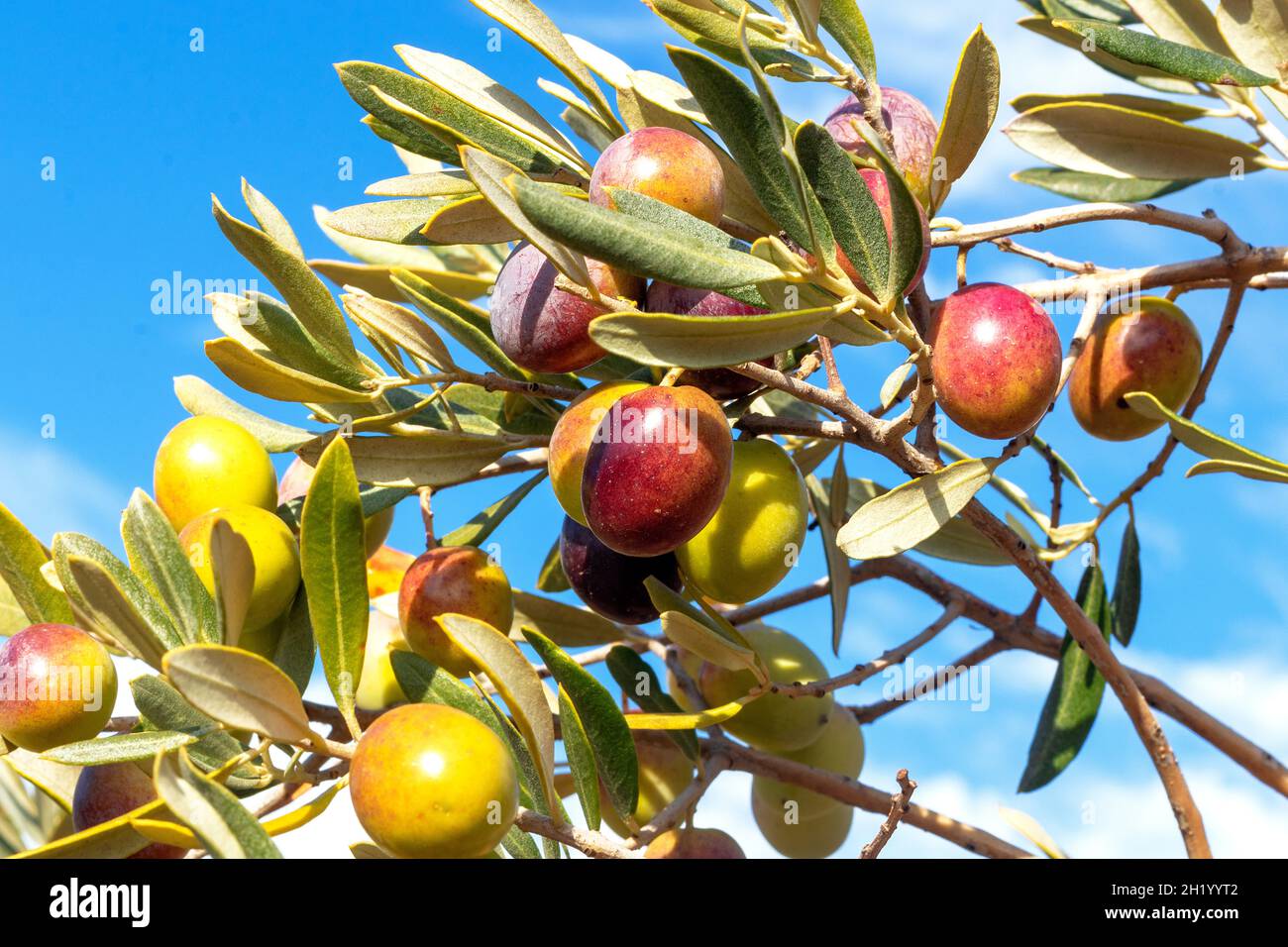 Ripe olives hanging on the branch. Olive harvesting concept Stock Photo ...