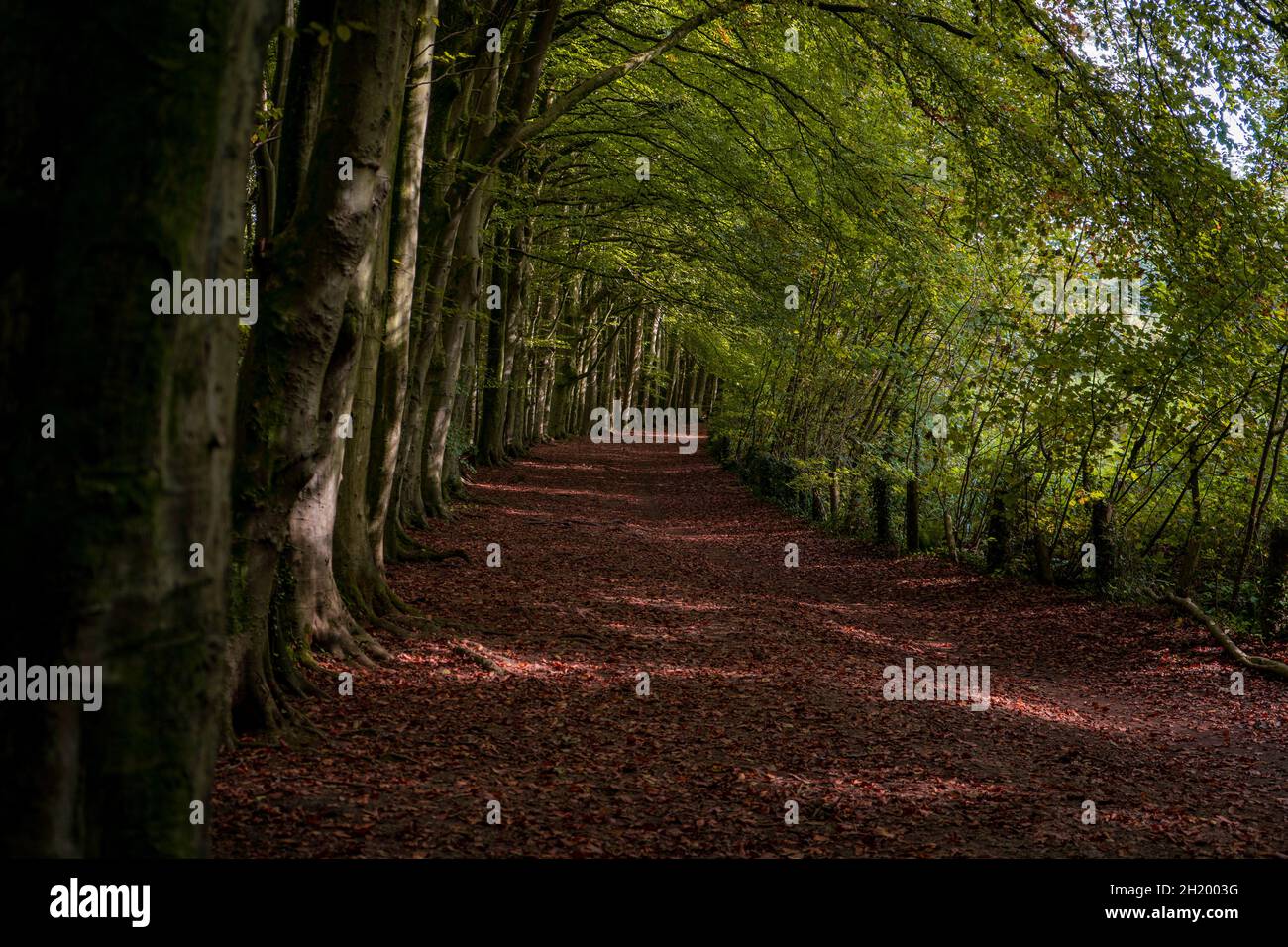 Sycamore forest hi-res stock photography and images - Alamy