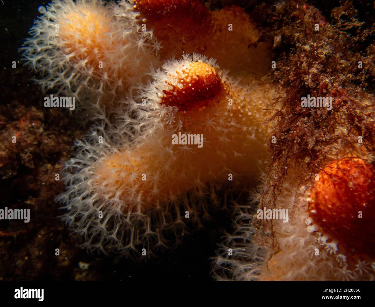 A closeup picture of a feeding soft coral dead man's fingers or ...