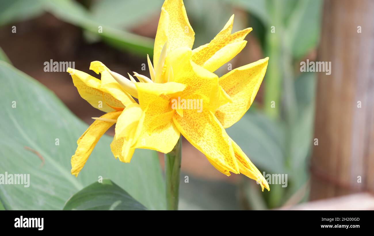 Beautiful yellow canna lily with green leaves in background Stock Photo ...