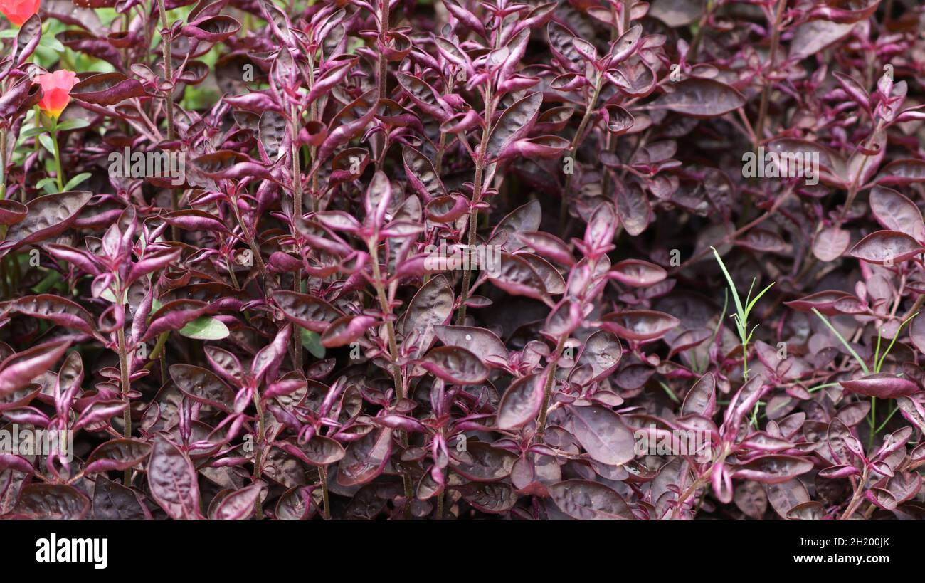 Velvety brown background hi-res stock photography and images - Alamy