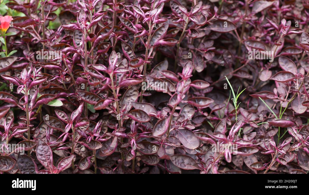 Beautiful brown plant it is very beautiful natural environment Stock ...