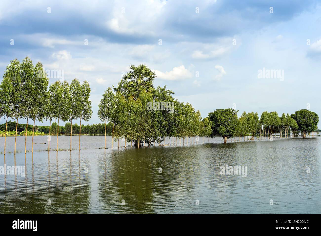 Scenic view of traditional flooded fields like a still lake on floating ...