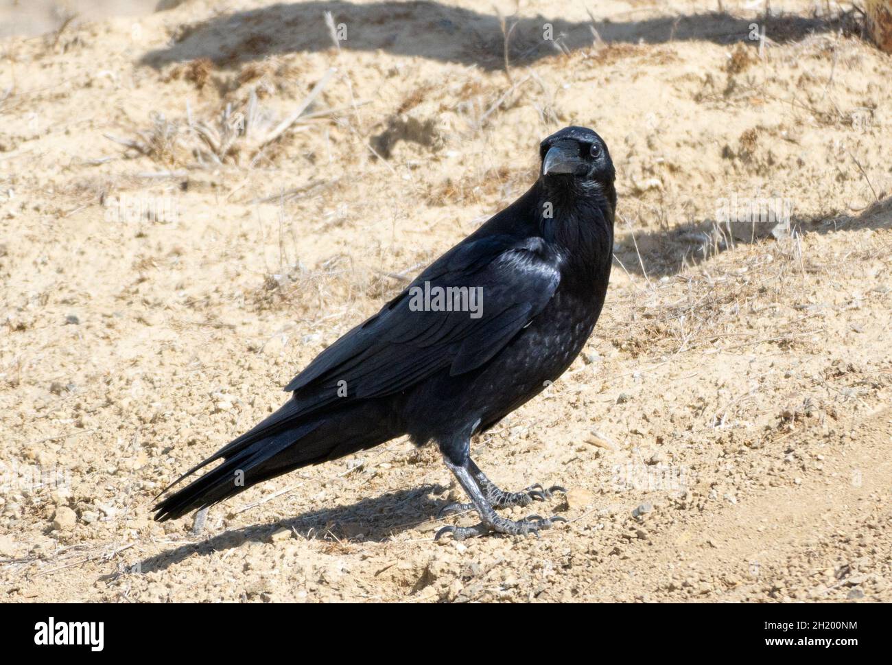 A common raven (corvus corax) stands on the ground in the Santa Monica ...