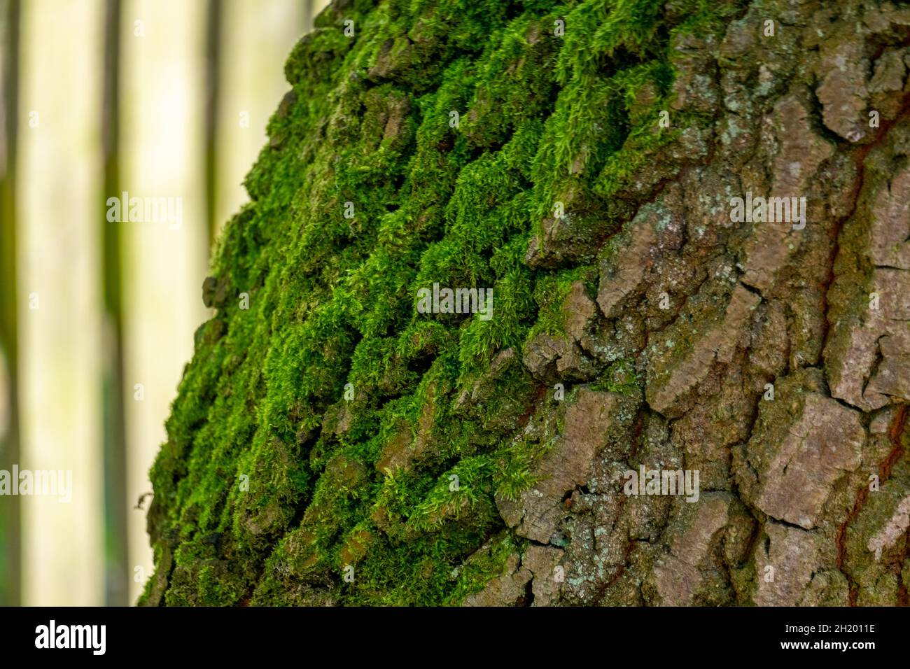 trees in the woods in spring flowers and moss Stock Photo - Alamy