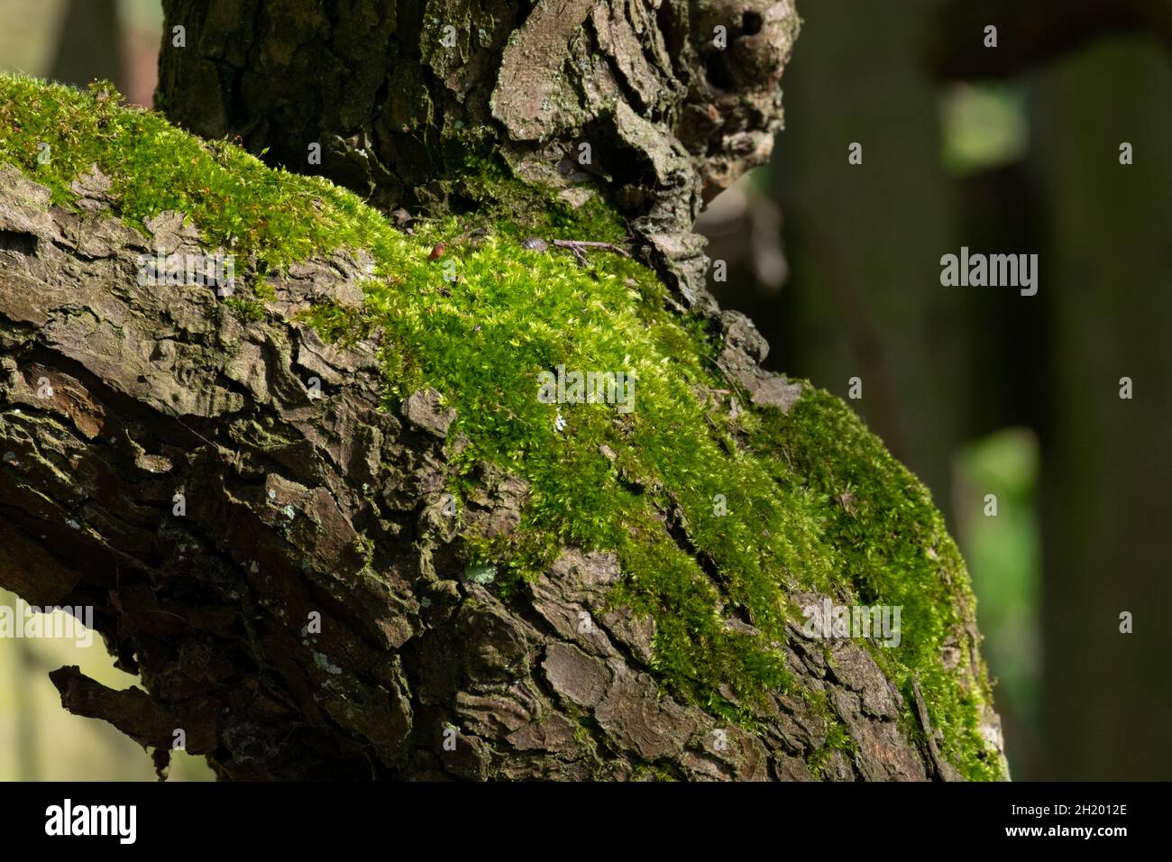 trees in the woods in spring flowers and moss Stock Photo - Alamy