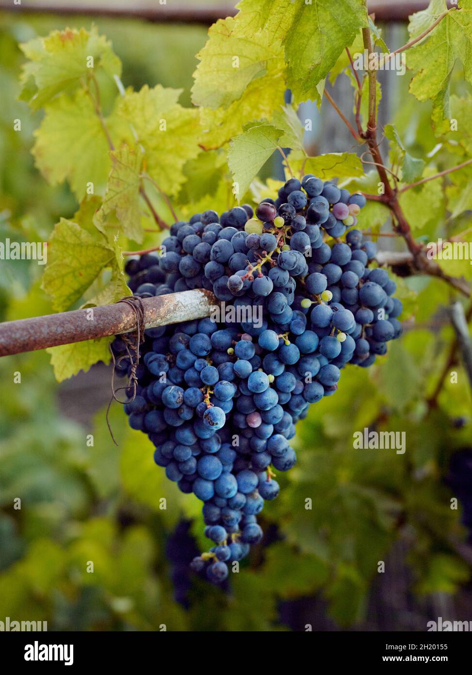 Cry of the vine hi-res stock photography and images - Alamy