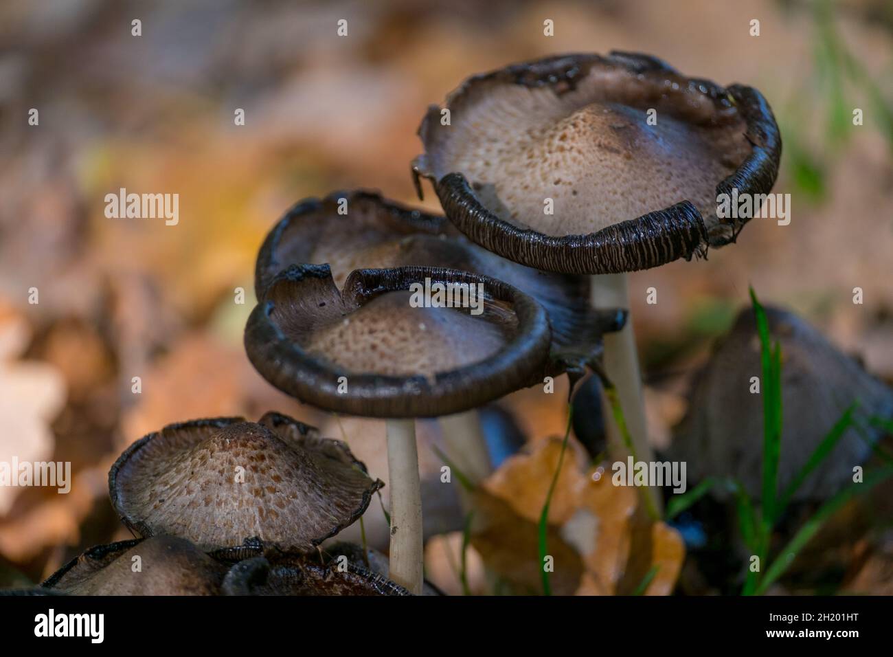 close up ink cap fungus fungi mushroom autumn Stock Photo - Alamy