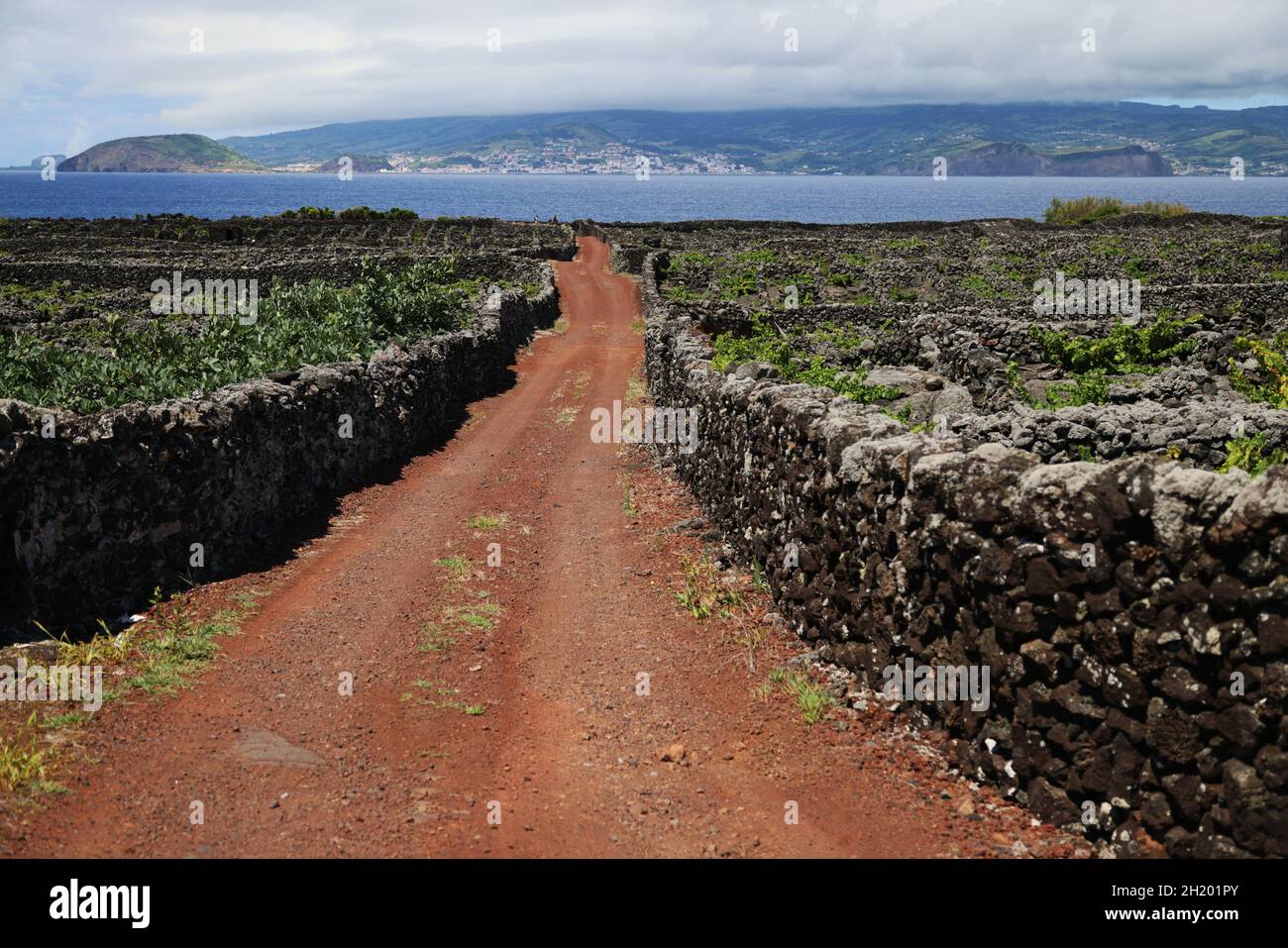 The typical vineyards of Pico, Unesco heritage, Azores Stock Photo - Alamy