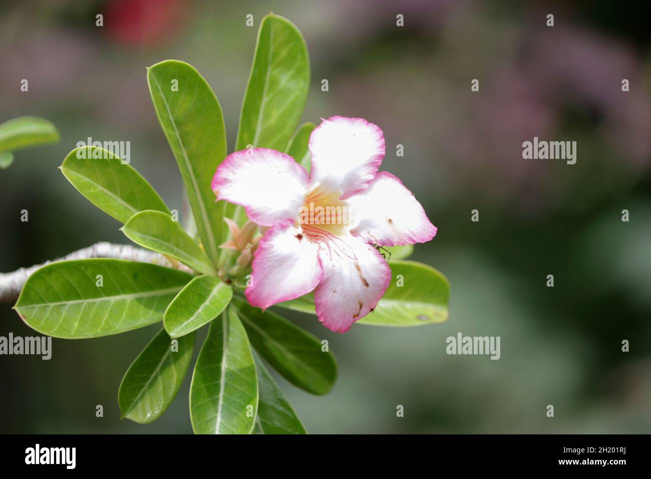 White beautiful flower Aralia White flower blossom nature greenery and ...