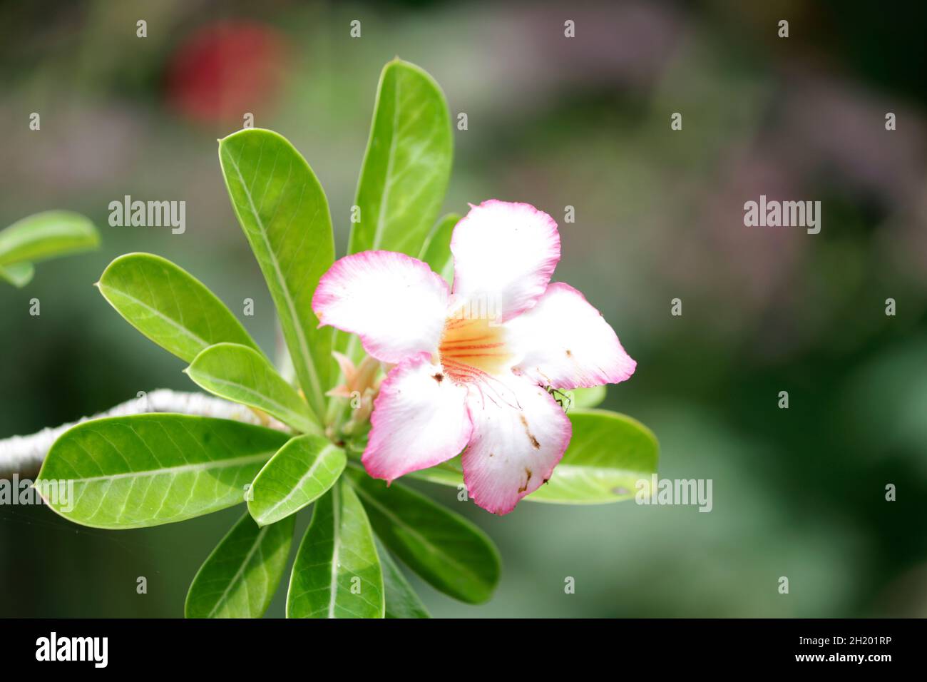 White beautiful flower Aralia White flower blossom nature greenery and ...