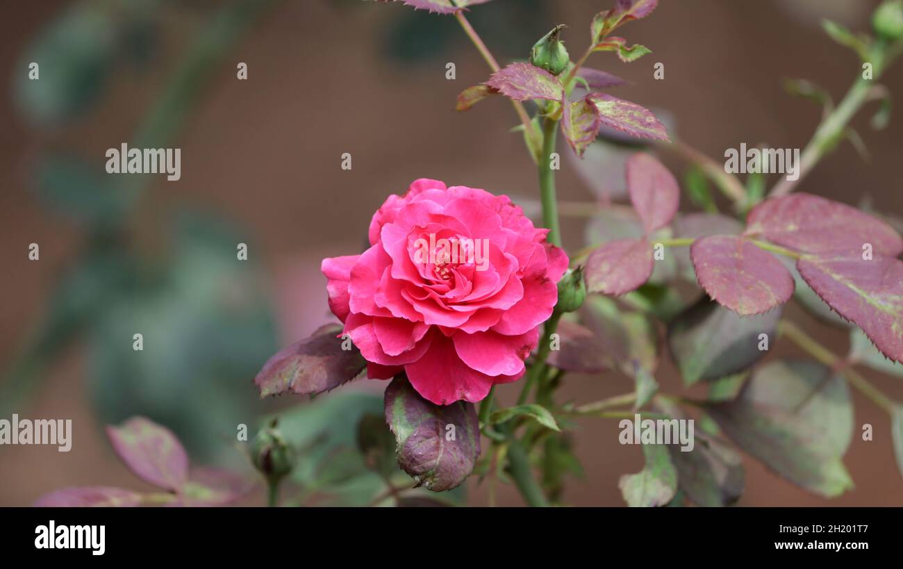 Against the background of beautiful young red rose flower rose leaves ...