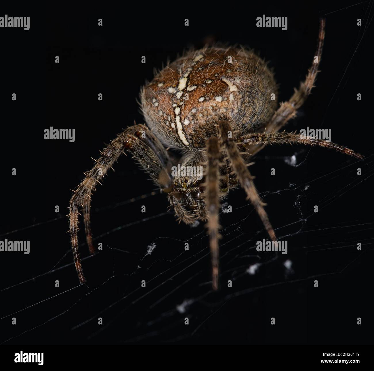 Spider web background hi-res stock photography and images - Alamy