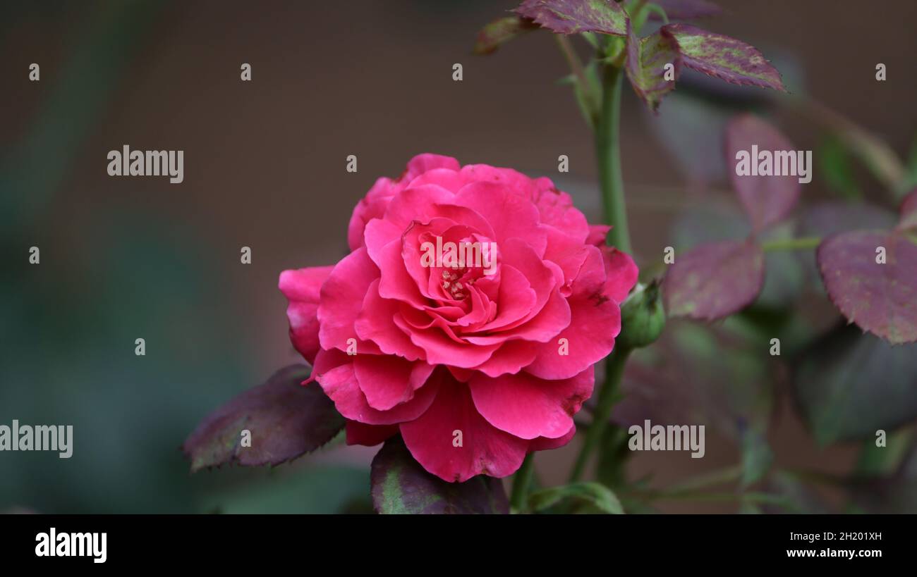 Against the background of beautiful young red rose flower rose leaves ...
