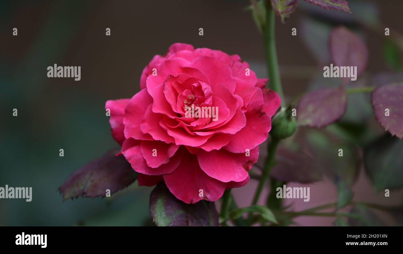 Against the background of beautiful young red rose flower rose leaves ...