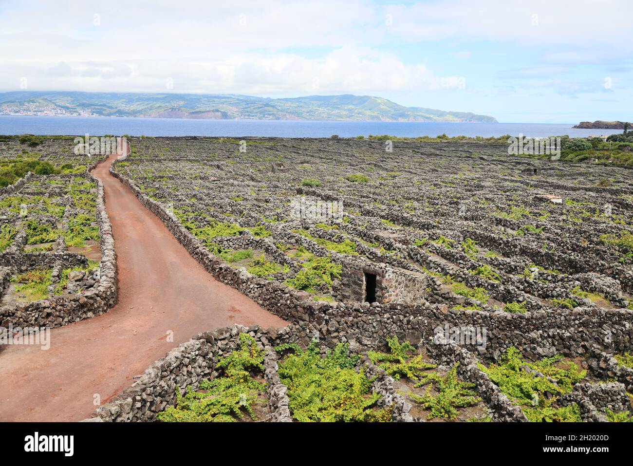The typical vineyards of Pico, Unesco heritage, Azores Stock Photo - Alamy