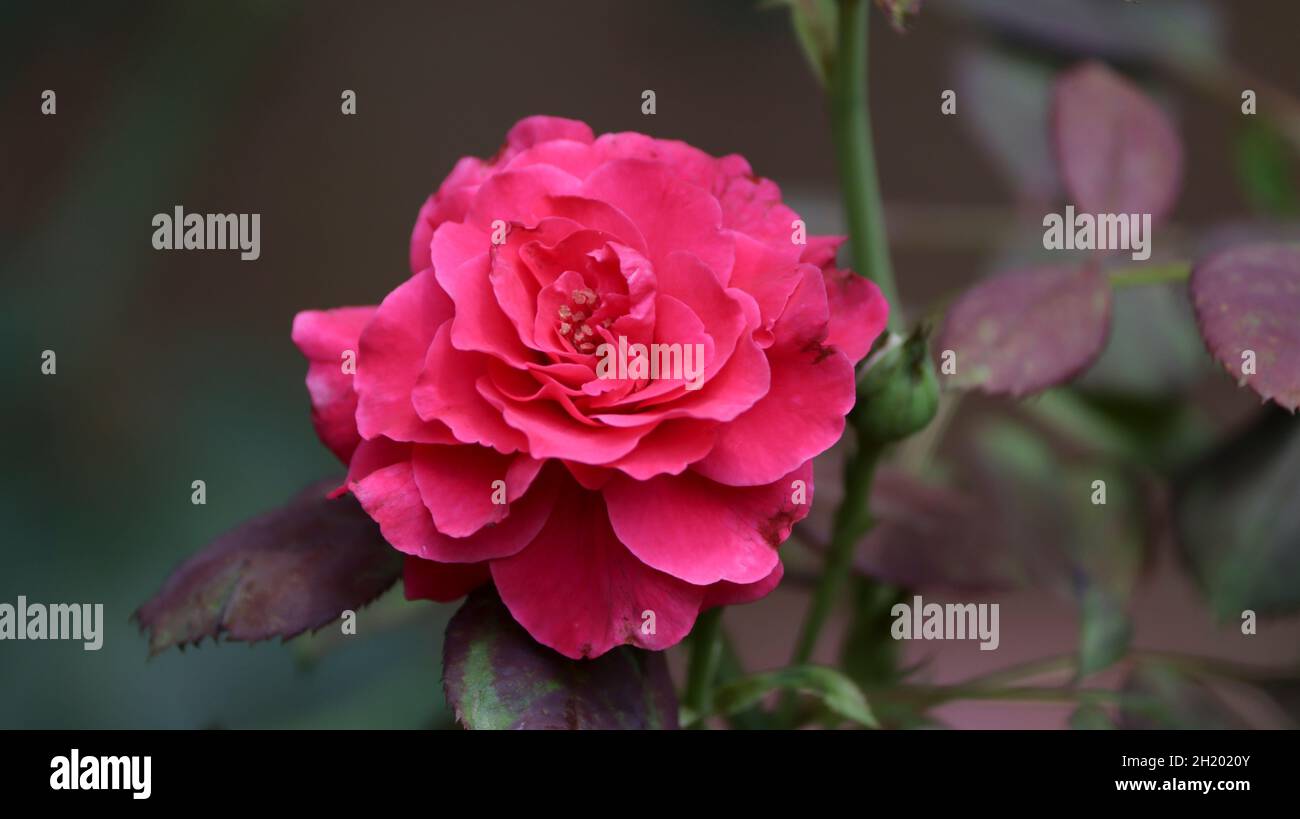 Against the background of beautiful young red rose flower rose leaves ...