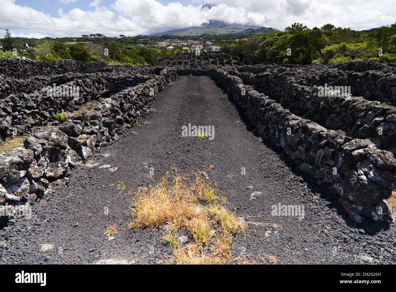 The typical vineyards of Pico, Unesco heritage, Azores Stock Photo - Alamy