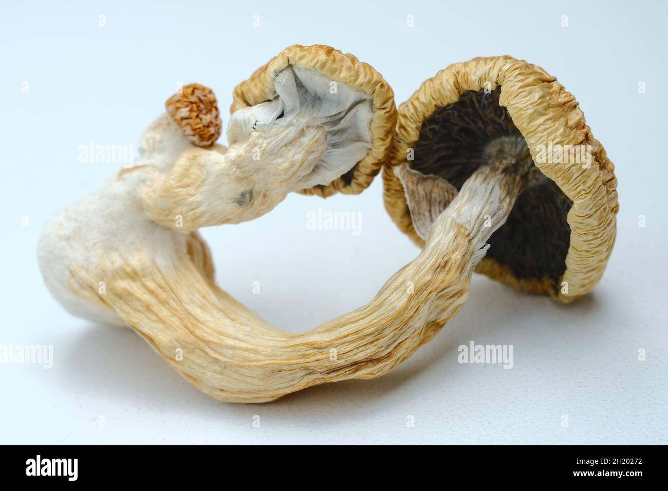 Psilocybin Cubensis Dried