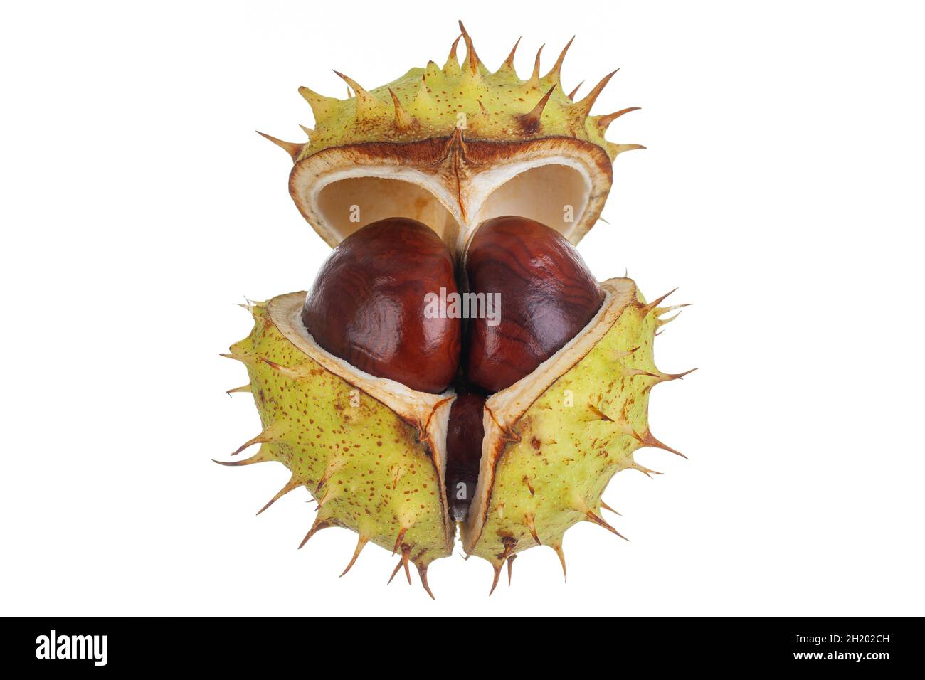 Spiky conker case opening up to reveal the conker seeds inside ...