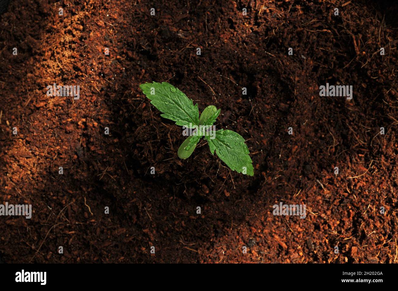 Cannabis sprout close-up, top view. Fresh young hemp sprig grows in ...