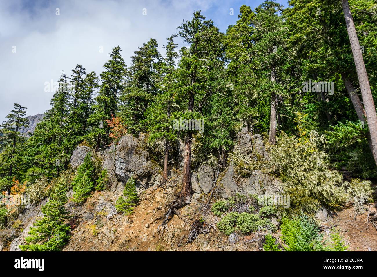 Tree grow on a steep slope at Hurricane Ridge in Washington State Stock ...