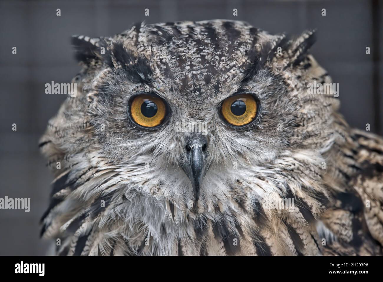 Owl yorkshire dales hi-res stock photography and images - Alamy