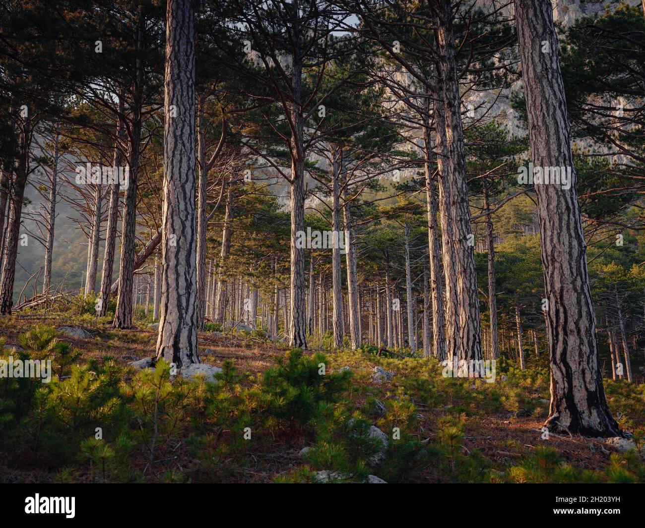 Forest landscape with fir trees and stones over sunset. In summer or ...