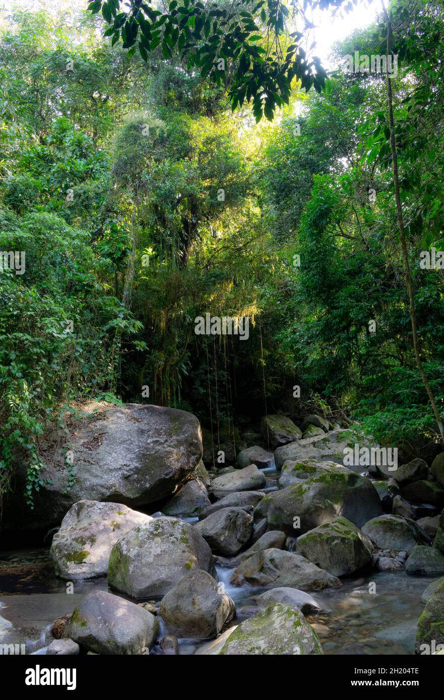 Brazilian rainforest scenery near Rio de Janeiro Stock Photo - Alamy