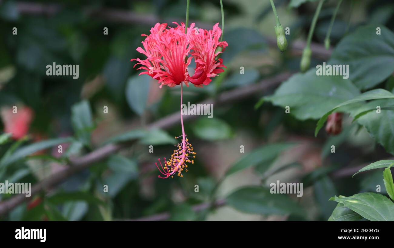 Different type of a Red China Rose Close View Of A Pink China Rose ...