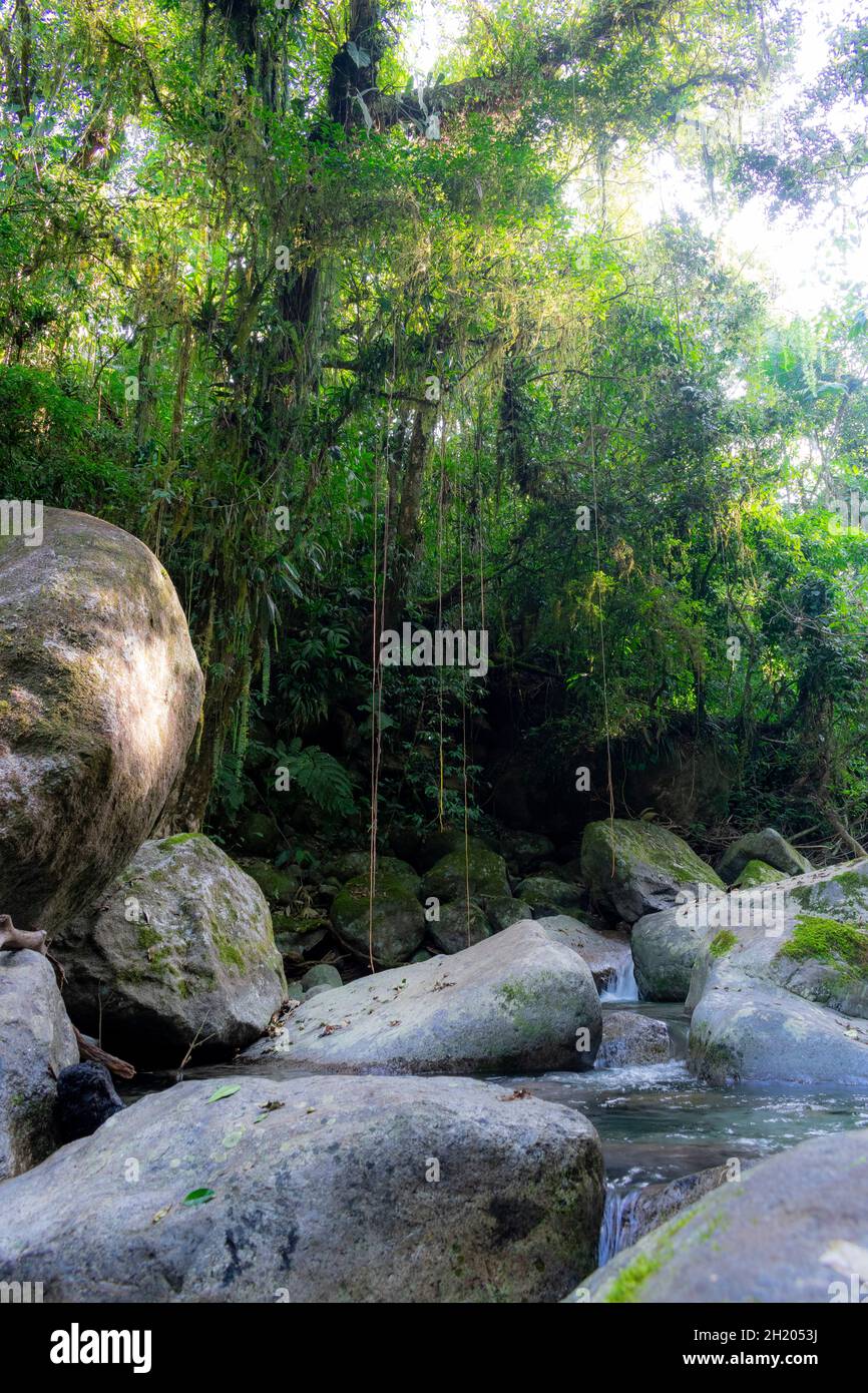 Brazilian rainforest scenery near Rio de Janeiro Stock Photo - Alamy