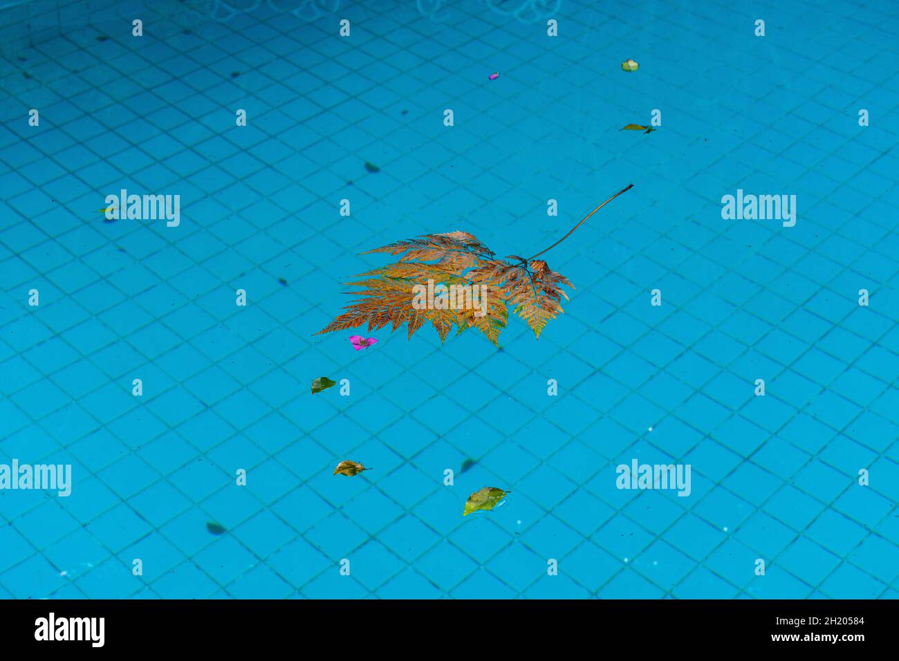 Yellow fallen leaf on the pool Stock Photo - Alamy