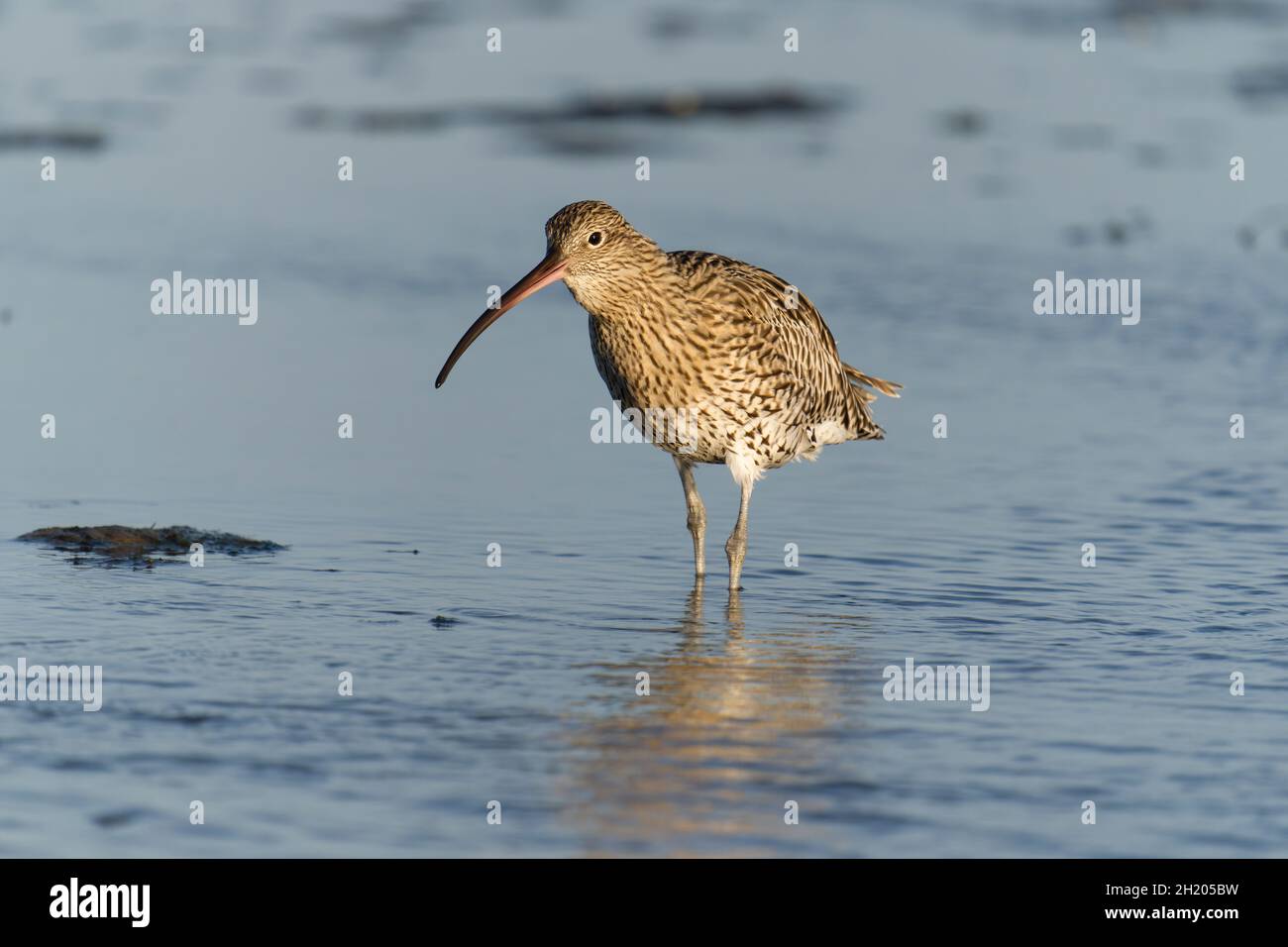 Curlew, Numenius arquata, Single bird in water on beach, Northumberland ...