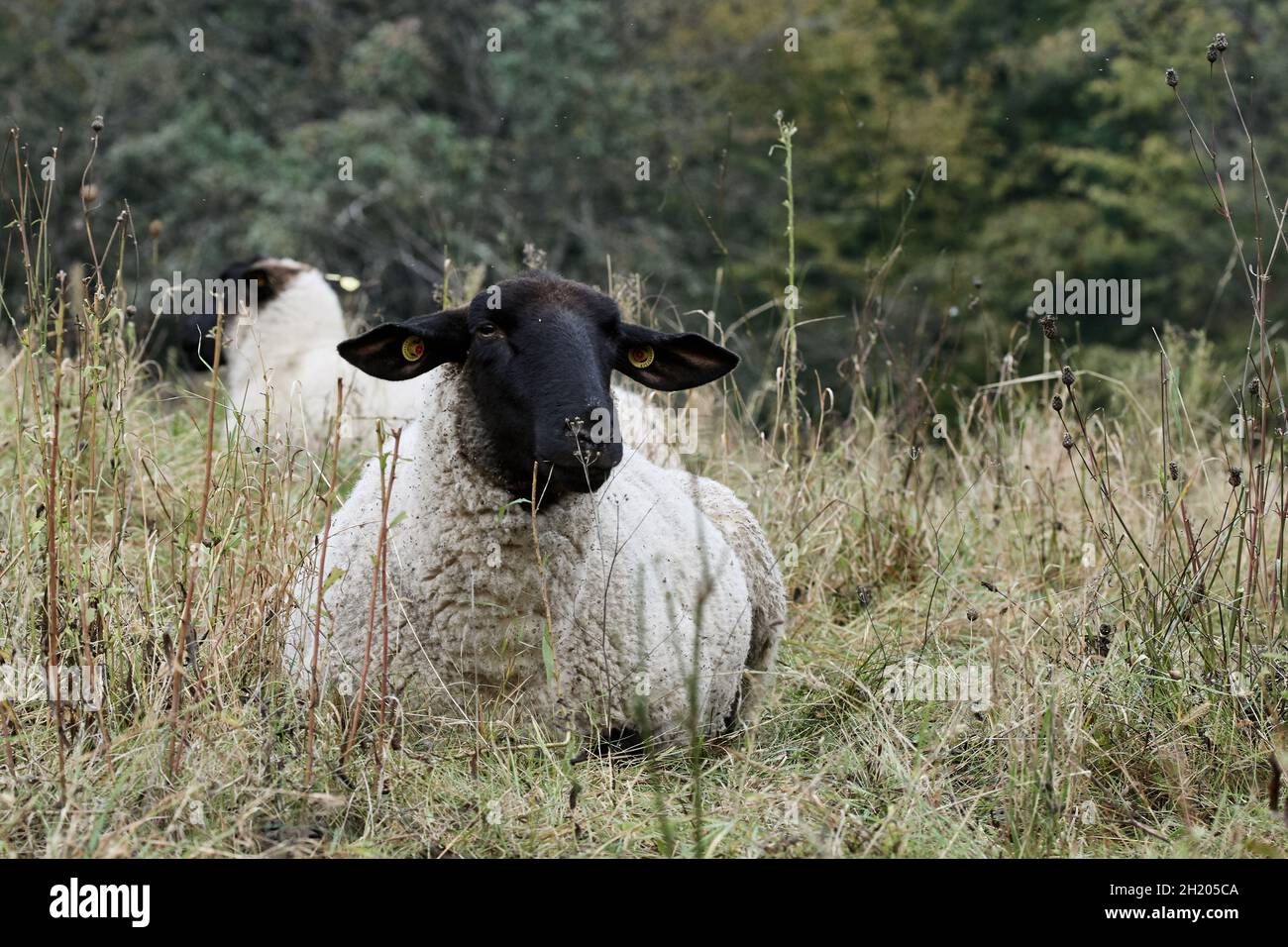 Black sheep in tall grass hi-res stock photography and images - Alamy