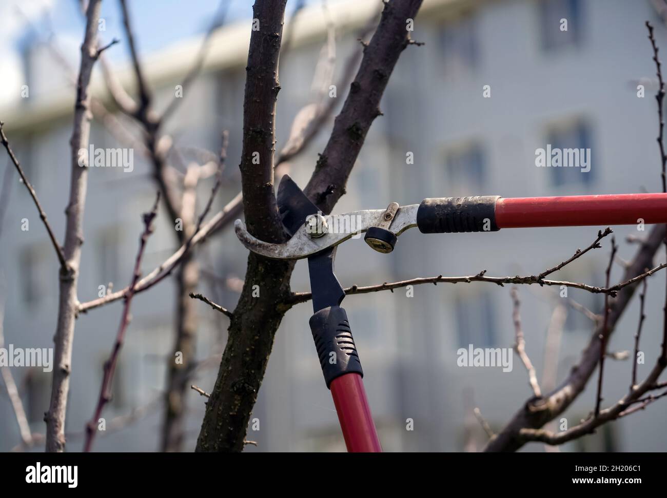Cutting tree branches with a big pruner Stock Photo - Alamy
