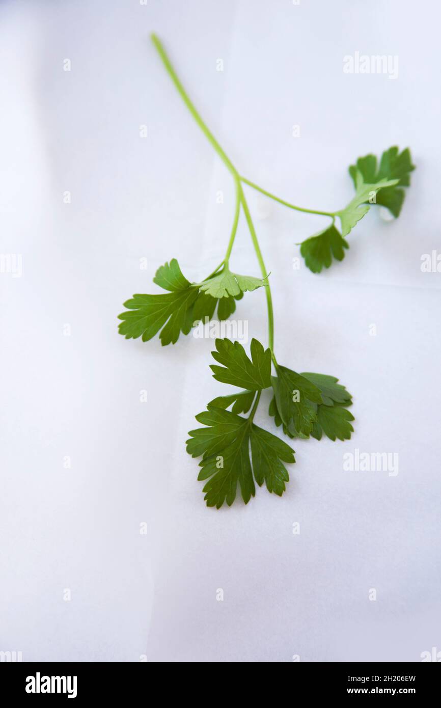 White parchment hi-res stock photography and images - Alamy