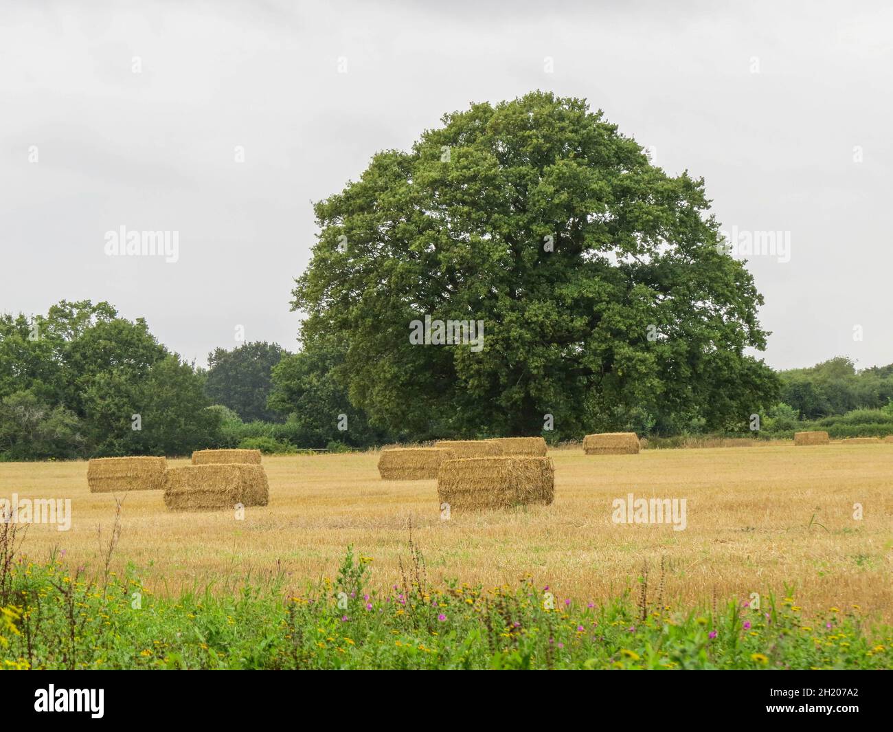 traditional rectangular hay bales around an old oak tree Stock Photo ...