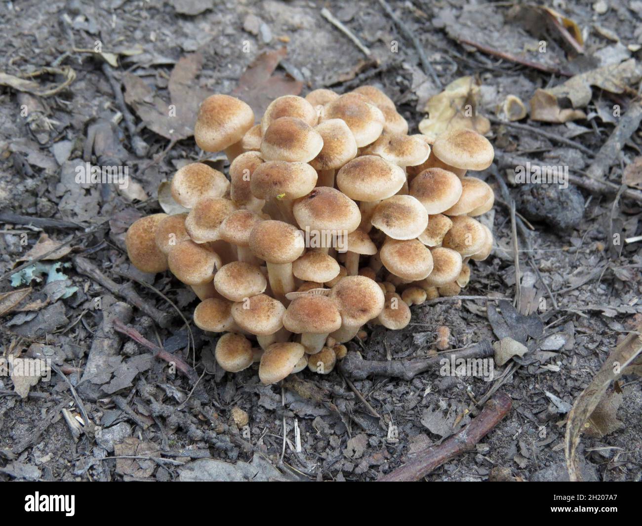 Raw Toadstools High Resolution Stock Photography and Images - Alamy