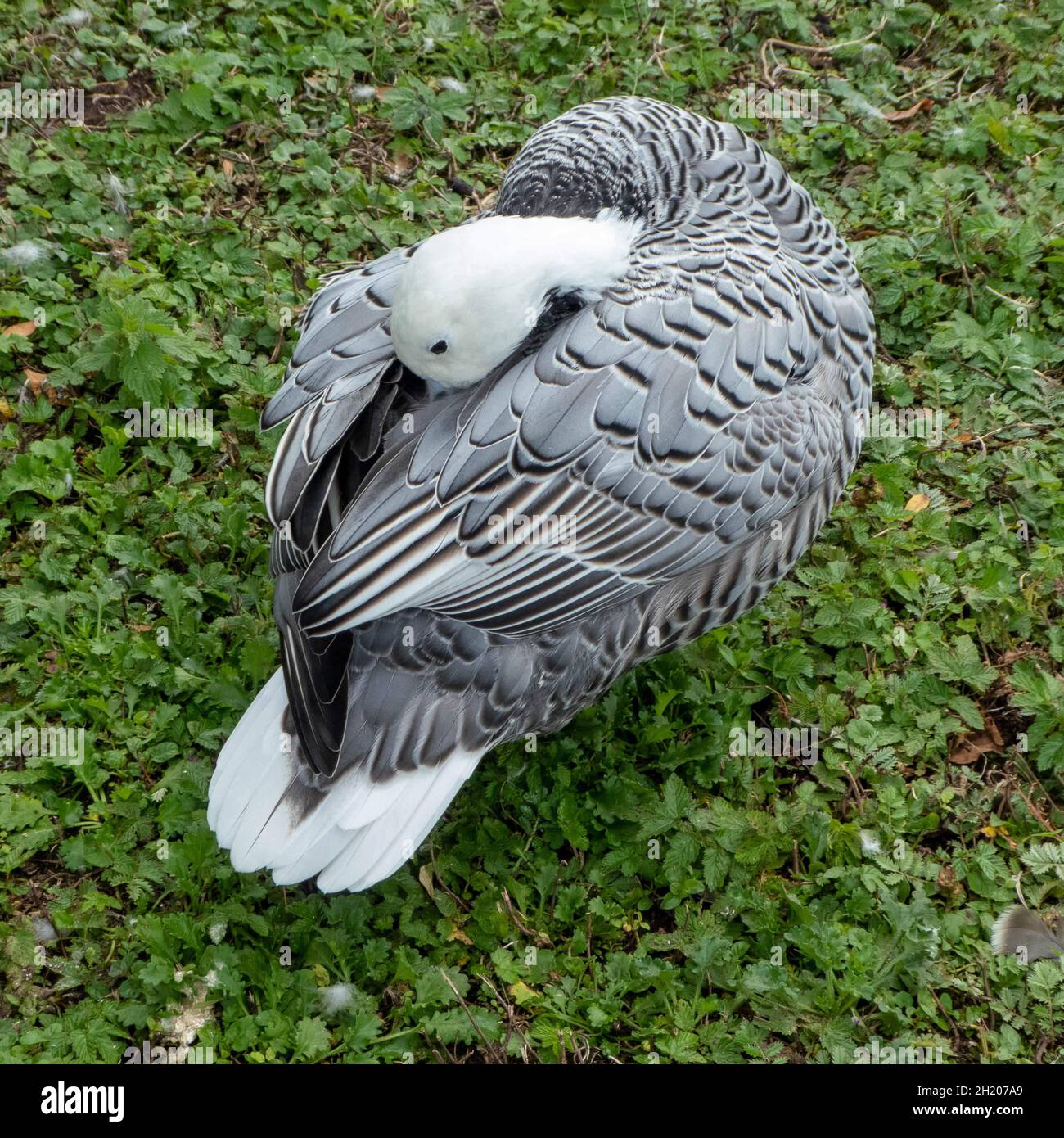 the emperor goose also known as the beach goose or the painted goose ...