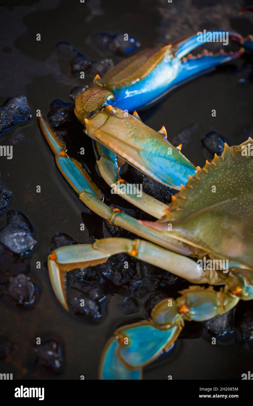 Crab in the ice Stock Photo - Alamy