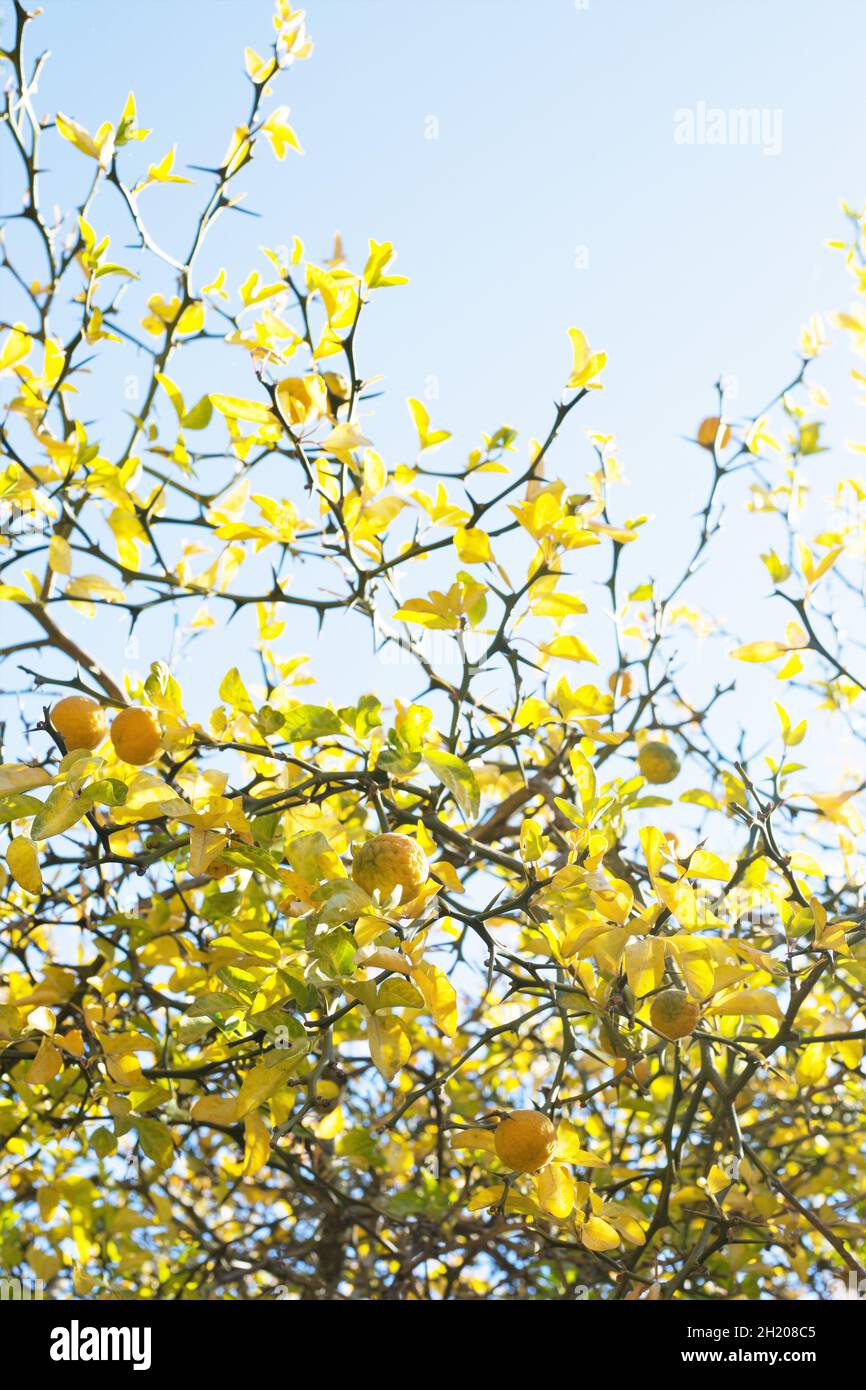 Citrus trifoliata hi-res stock photography and images - Alamy