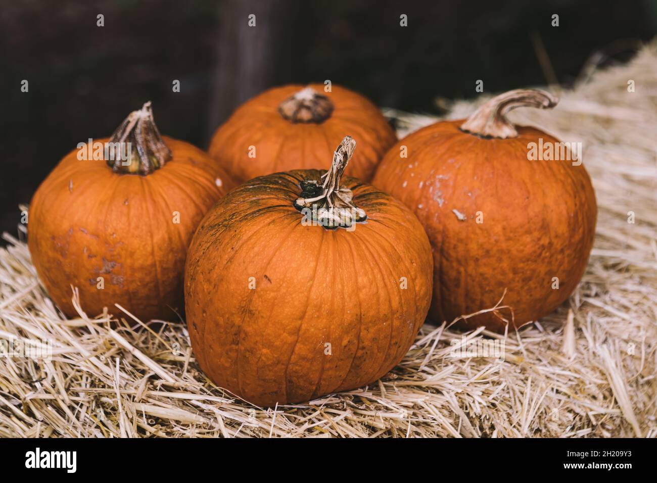 Four pumpkins over a block of straw in a rural Halloween scene Stock ...