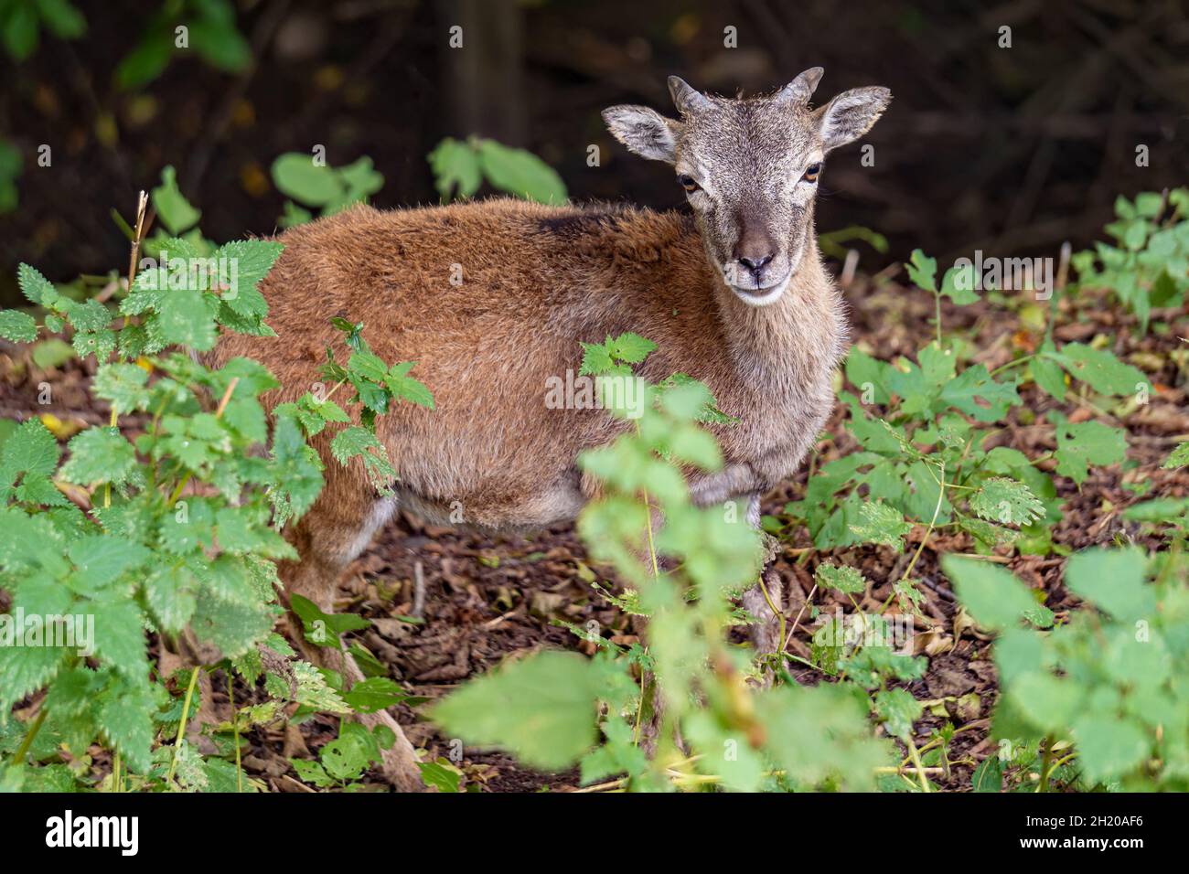 Young Mouflon in the forest Stock Photo - Alamy