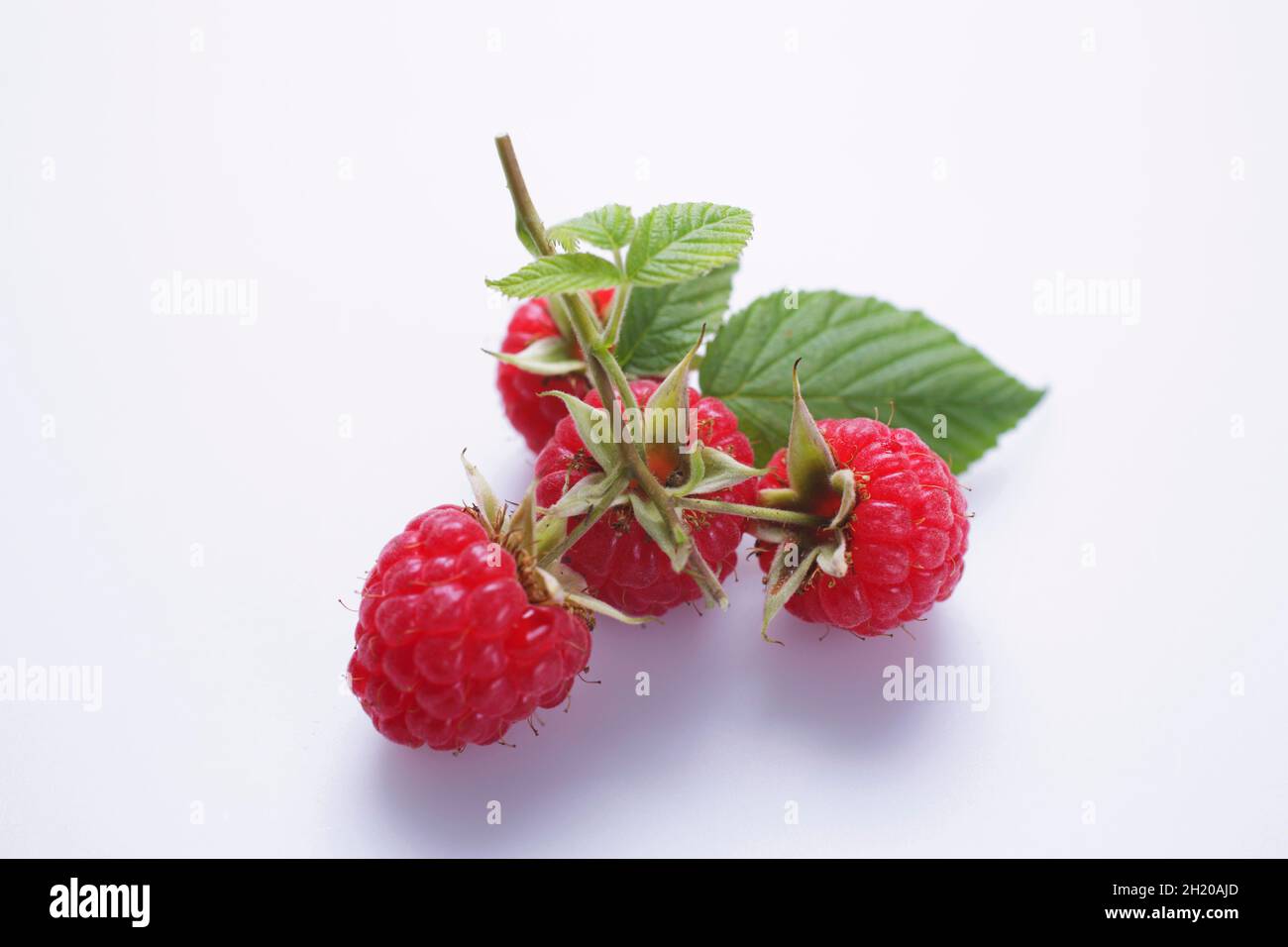 Raspberry branch with leaves Stock Photo - Alamy