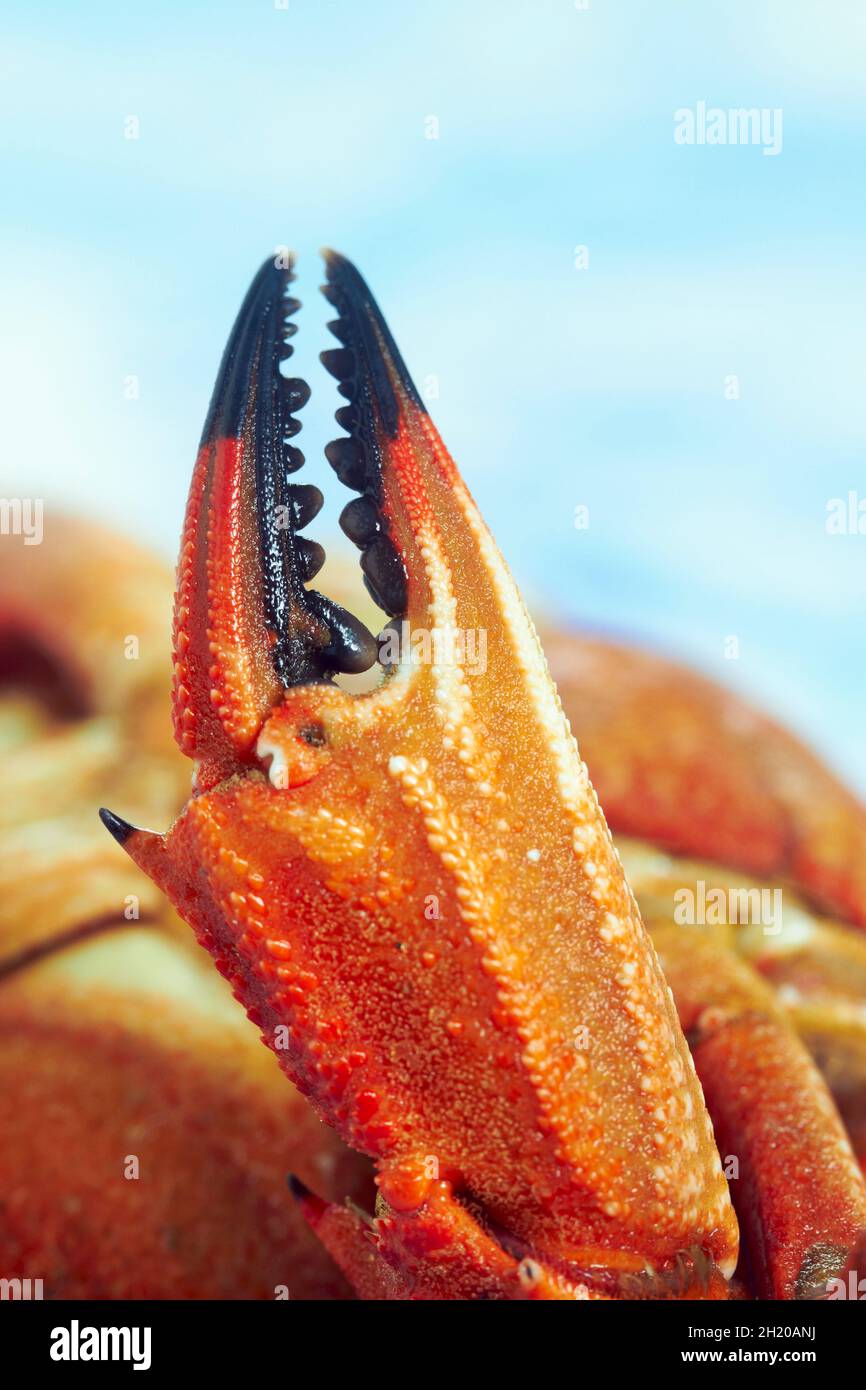 A crab claw (close-up Stock Photo - Alamy