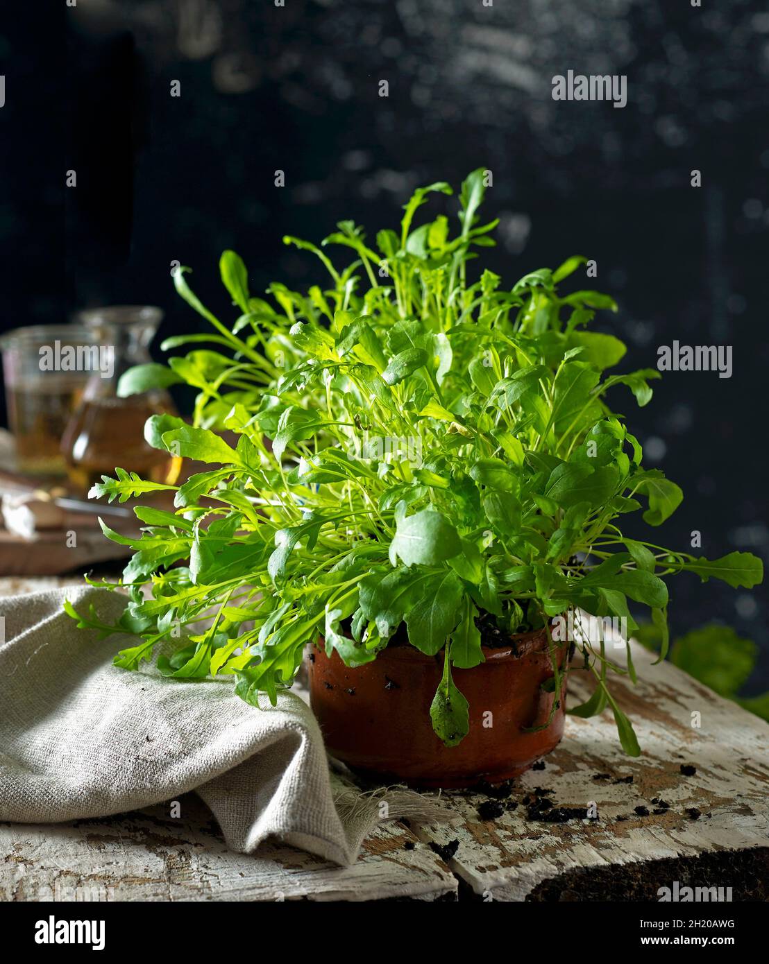 Rocket in a flowerpot Stock Photo - Alamy