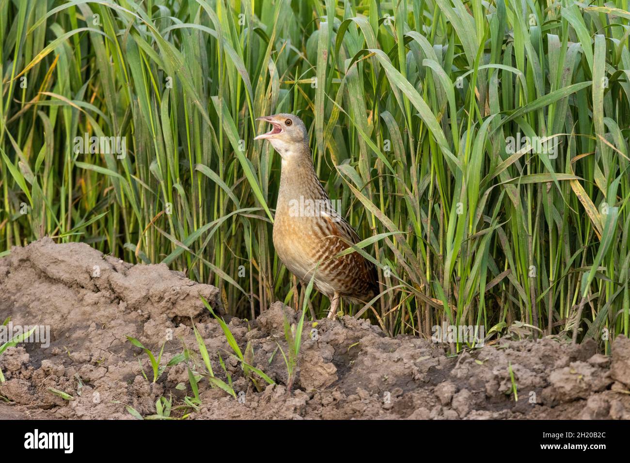 Corncrake, Corn crake (Crex crex). Russia, the Ryazan region Stock ...