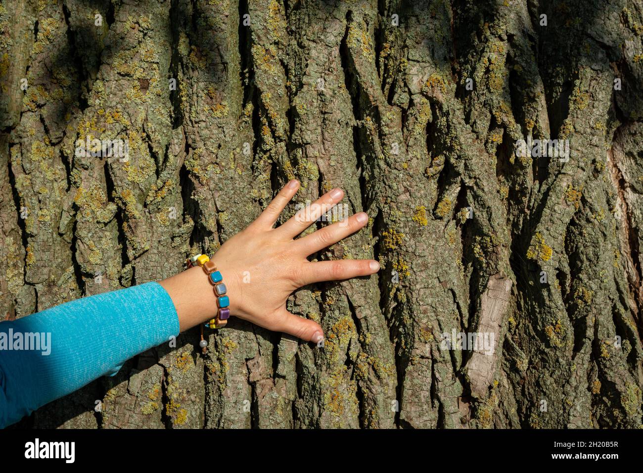Female hand touching the trunk of an old tree with bark enlightened by ...